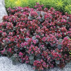 Sedum cauticola Robustrum