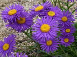 Aster alpinus Dark Beauty - prolećni aster