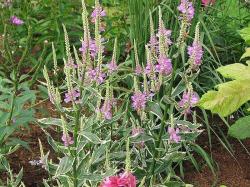 Physostegia virginiana variegata