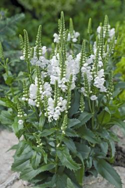 Physostegia virginiana Alba