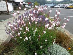 Gaura lindheimeri White