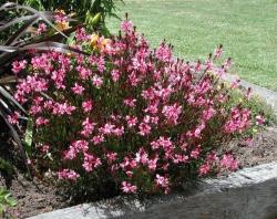 Gaura lindheimeri Pink