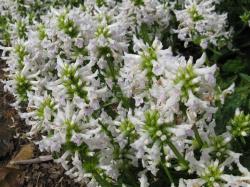 Stachys officinalis Alba