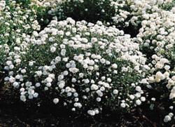 Achillea ptarmica The Pearl