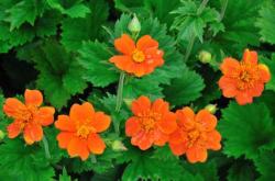 Geum coccineum - visoki