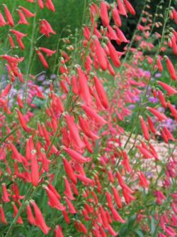 Penstemon barbatus