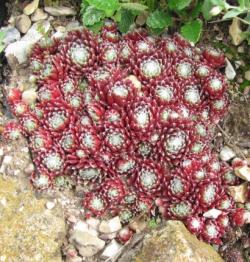 Cuvarkuca - Sempervivum arachnoideum Red Cobwebs