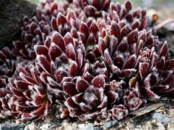 Cuvarkuca - Sempervivum arachnoideum subsp.tomentosum