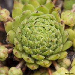 Cuvarkuca - Sempervivum montanum carpathicum