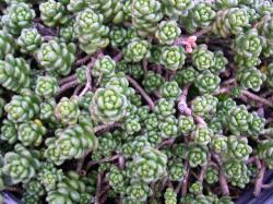 Sedum album Laconicum