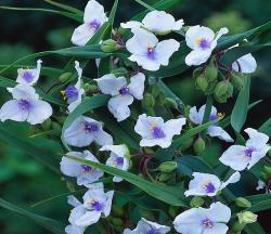 Tradescantia andersoniana