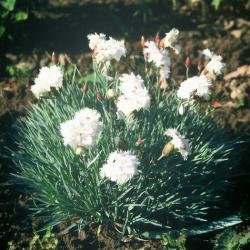 Dianthus plumarius