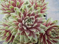 Sempervivum 04