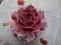 Sempervivum 01