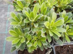 Saxifraga cotyledon