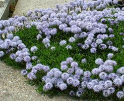 Globularia cordifolia