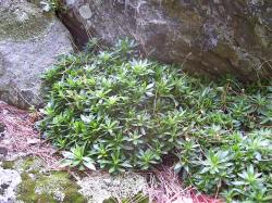 Arabis androsacea ,