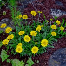 Hymenoxys (tetraneuris ) herbacea