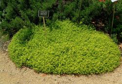 Thymus pulegioides