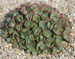 Sedum Sun Spakler