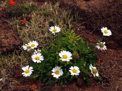 Argyranthemum pinnatifidum subsp. succulentum,bela rada-niska