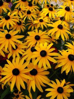 Rudbeckia hirta ,zut cvet