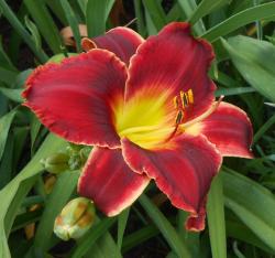 P532-Hemerocallis Roses in Snow