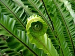 Phyllitis scolopendrium - Jelenak paprat