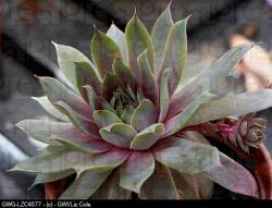 Cuvarkuca - Sempervivum Blue Boy