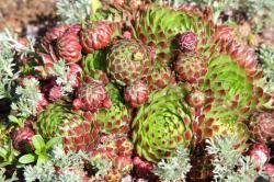 Cuvarkuca - Sempervivum soboliferum