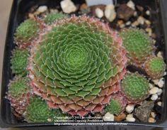 Cuvarkuca - Sempervivum Robin