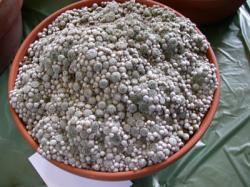 Cuvarkuca - Sempervivum arachnoideum laggeri