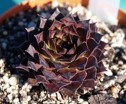 Cuvarkuca - Sempervivum Dark Beauti