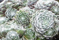 Cuvarkuca - Sempervivum arachnoideum tomentosum