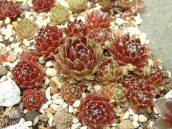 Cuvarkuca - Sempervivum montanum stiriacum