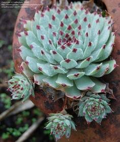 Cuvarkuca - Sempervivum calcareum