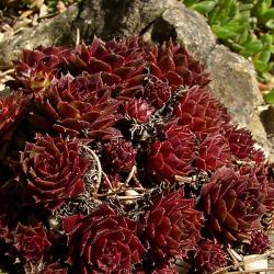 Cuvarkuca Sempervivum tectorum Rubin