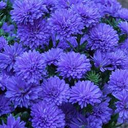 Aster