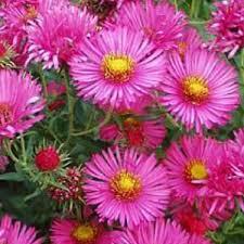 Aster