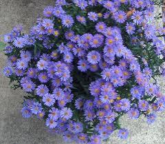 Aster Laevis Bluebird Blue,niski aster-plav cvet