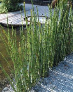 Equisetum hyemale- mini prstenasti rogoz