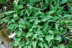 Hosta patuljasta