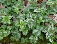 lamium maculatum-ukrasna kopriva zimzelena