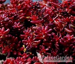 Sedum album Coral Carpet