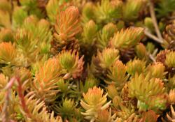 Sedum Angelina