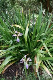 iris foetidissima zbunic