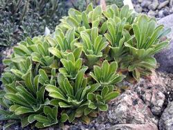 Saxifraga andrewsii