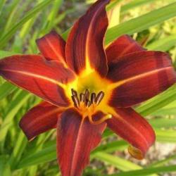 Hemerocallis