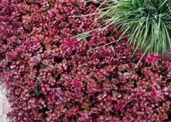 Sedum spurium