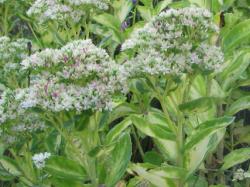 Sedum erythrosticum variegatum,